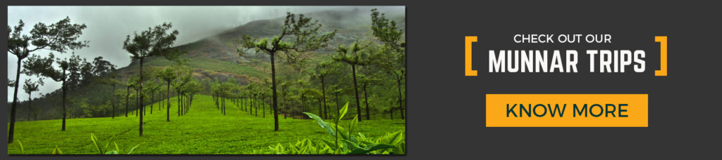 7 Wow Places to Explore in Munnar - untravel Blog