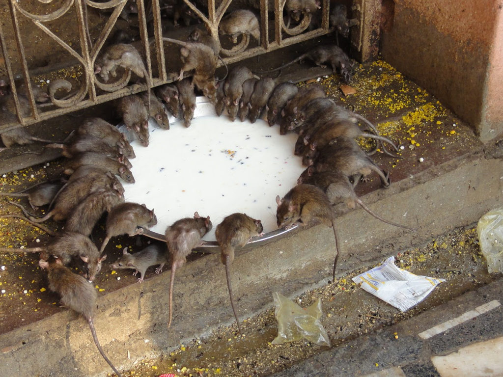 The Ideal Rajasthan Itinerary - Best of Rajasthan | untravel Blog