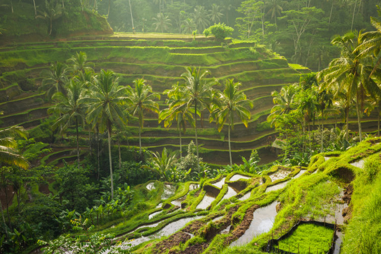 Top 5 experiences to discover in Ubud - untravel Blog